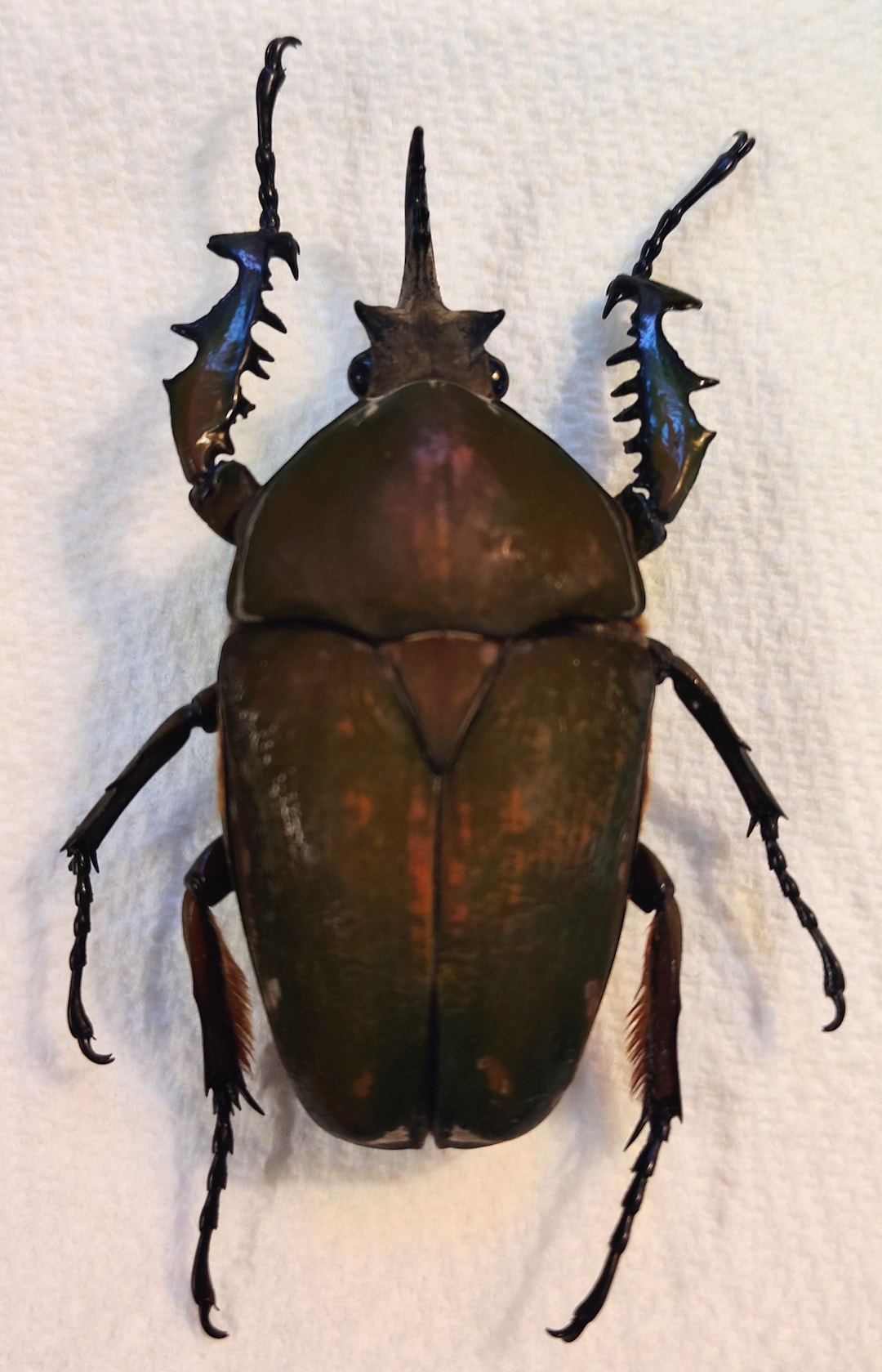 A-1 Mecynorrhina Torquatas Male Flower Green/ Red Form Beetle, Real ...