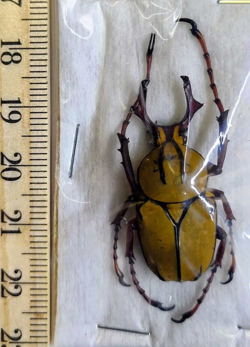 1 A-1 Dicronocephalus Wallichii 34mm Male Flower Beetle, Real Unmounted ...