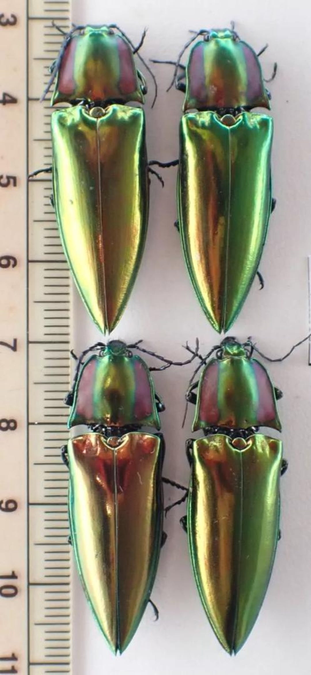 4 A-1, Campsosterus Gemma Metallic Green Click Beetles. Elaterdae ...