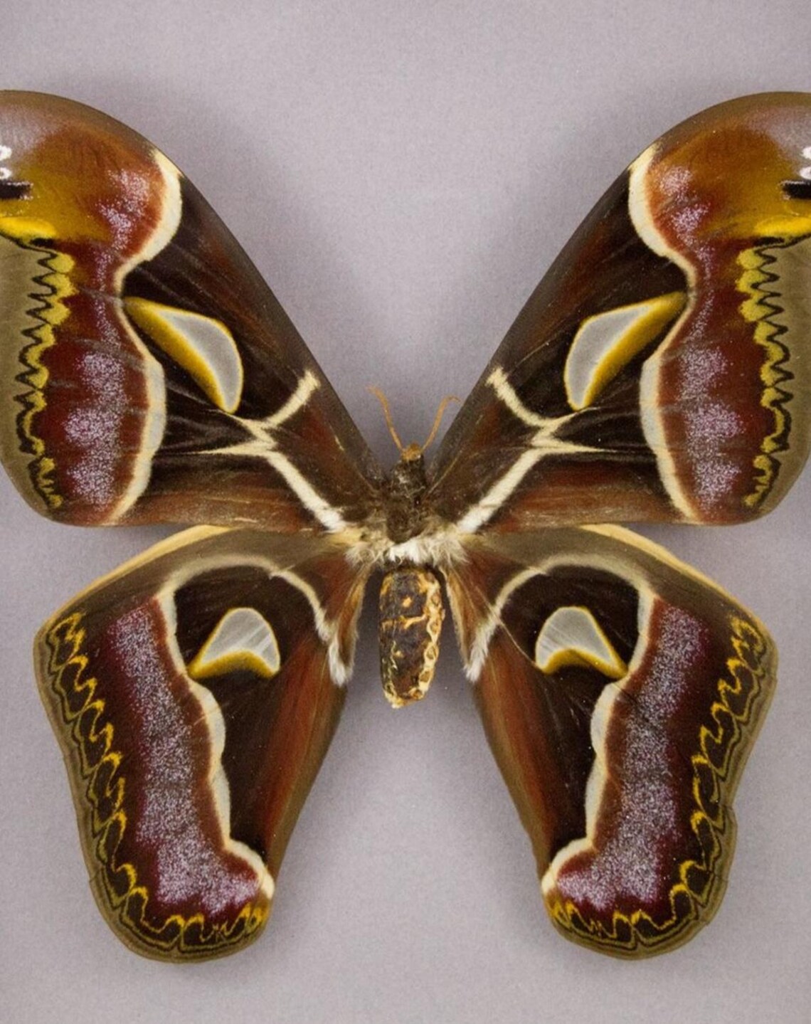 Saturnidae: A-1 Edward's Atlas Moth, Male Archaeoattacus Edwardsii - Etsy