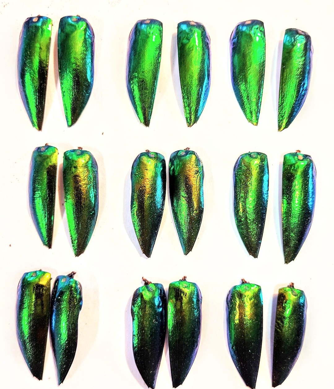 18 A-1 Jewel Beetle Wings for Jewelry Unmounted Real Beetle Wings ...