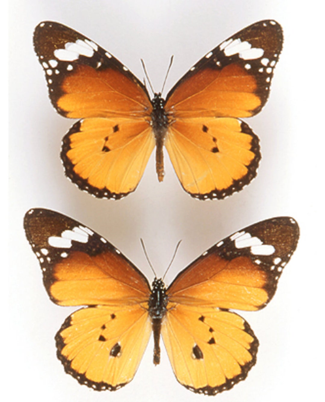 2 A-1 Danaus Chrysippus Male & Female Pair Real Butterfly A-1 - Etsy