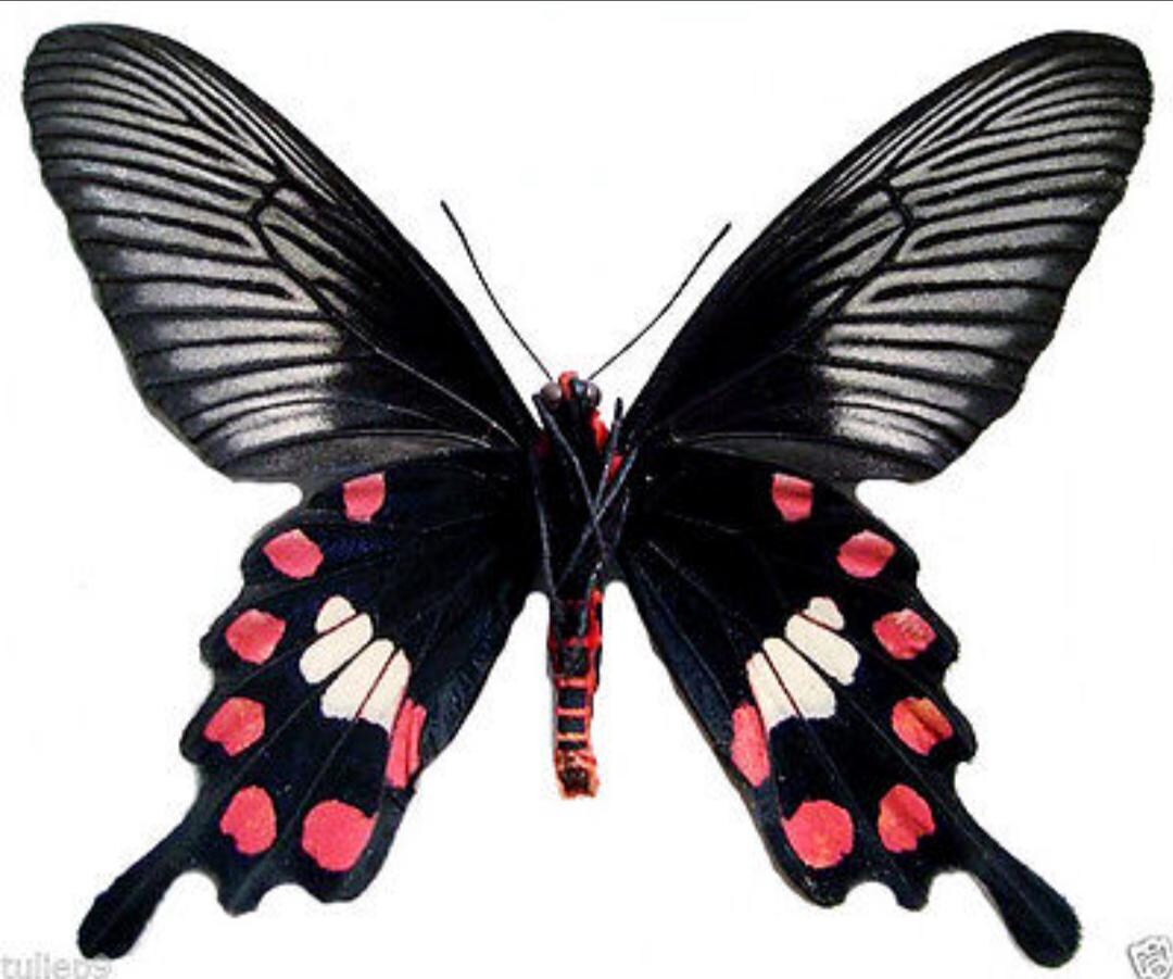 1 A-1 Papilio Aristolochiae Asteris Real Butterfly, Unmounted - Etsy