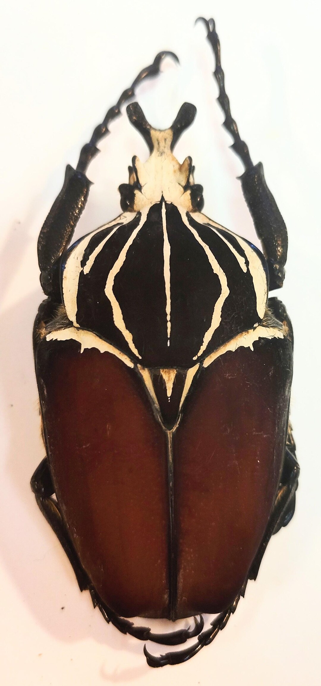 A-1 Goliathus Goliathus 81.4mm Male Flower Beetle, Real Large Beetle ...