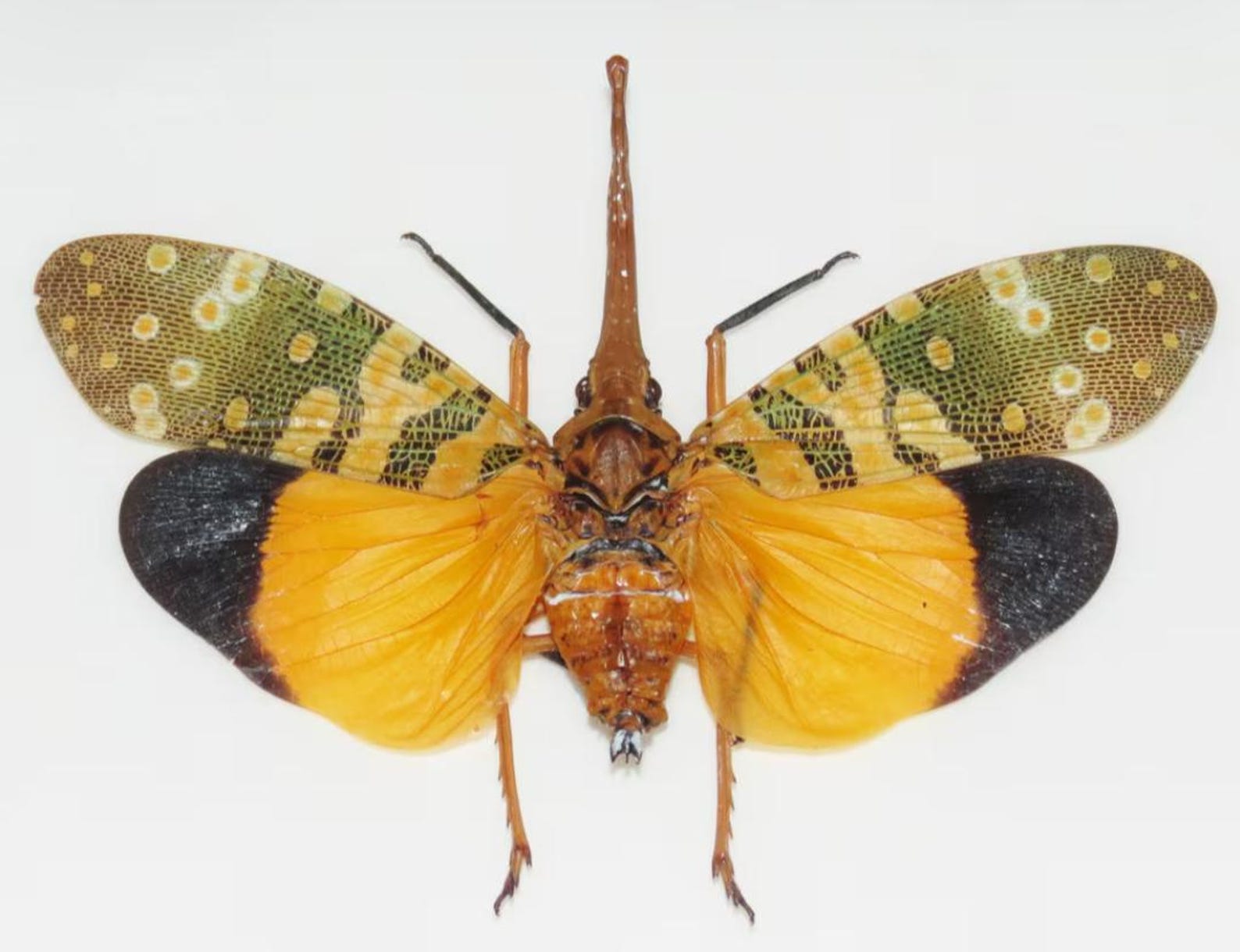 1 A-1 Pyrops Candelaria Green Yellow Real Lantern Fly Entomology - Etsy