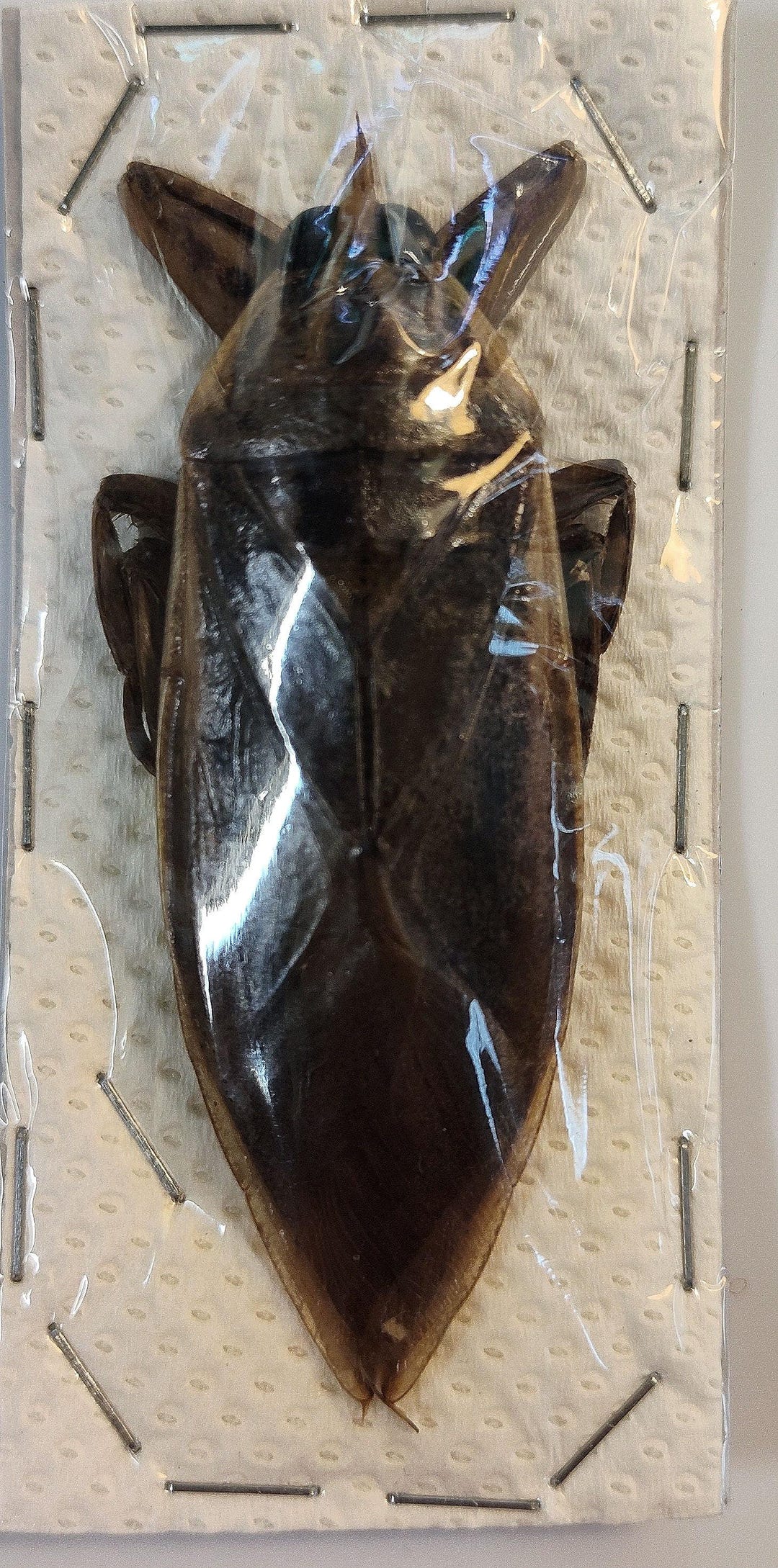 1 A-1, Lethocerus Grandis Toe Biter Unmounted Real Water Bug 73mm - Etsy