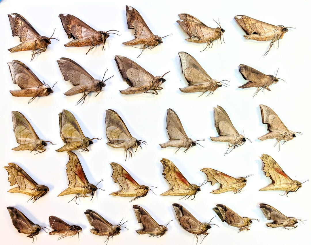 29 Unidentified Sphingidae Cameroon Sphinx Hawk Moths Unmounted Dried ...