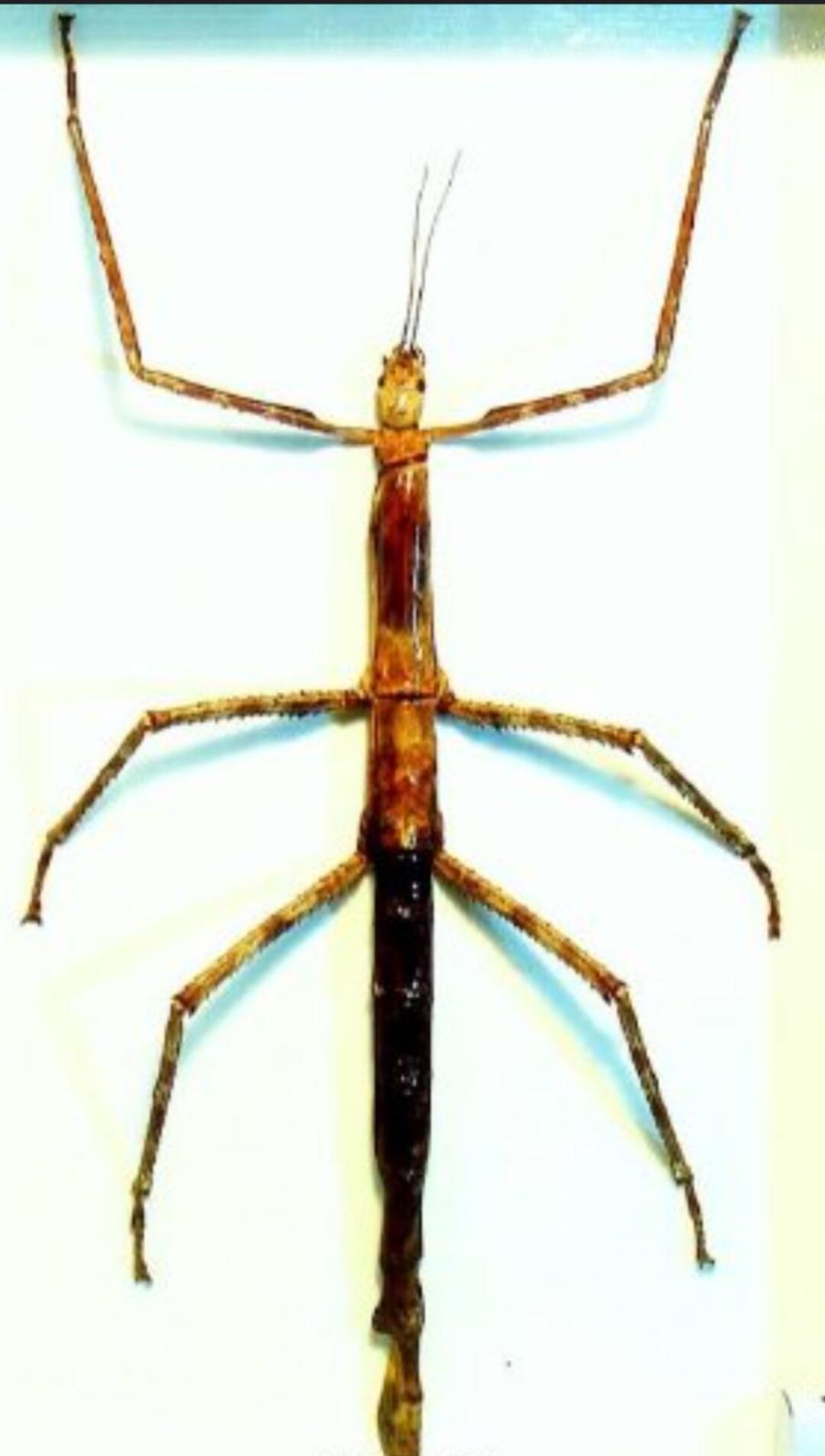 1 A-1 Large Brown Walking Stick 6 Tectarchus Semilobatus Real Phasmidae ...