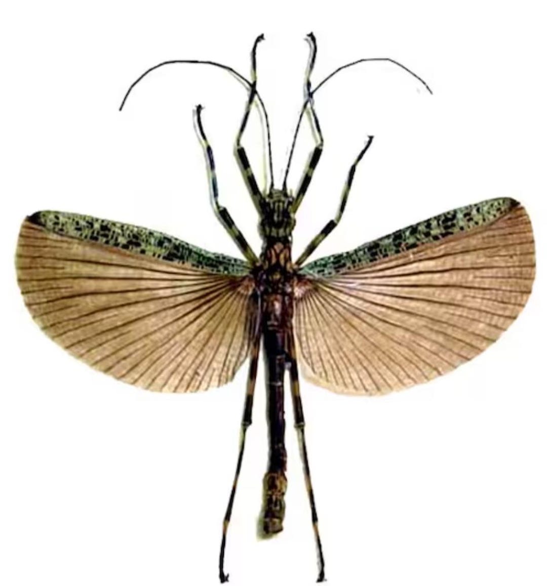 1 A-1 Aschiphasma Annulipes Real Walking Stick - Etsy