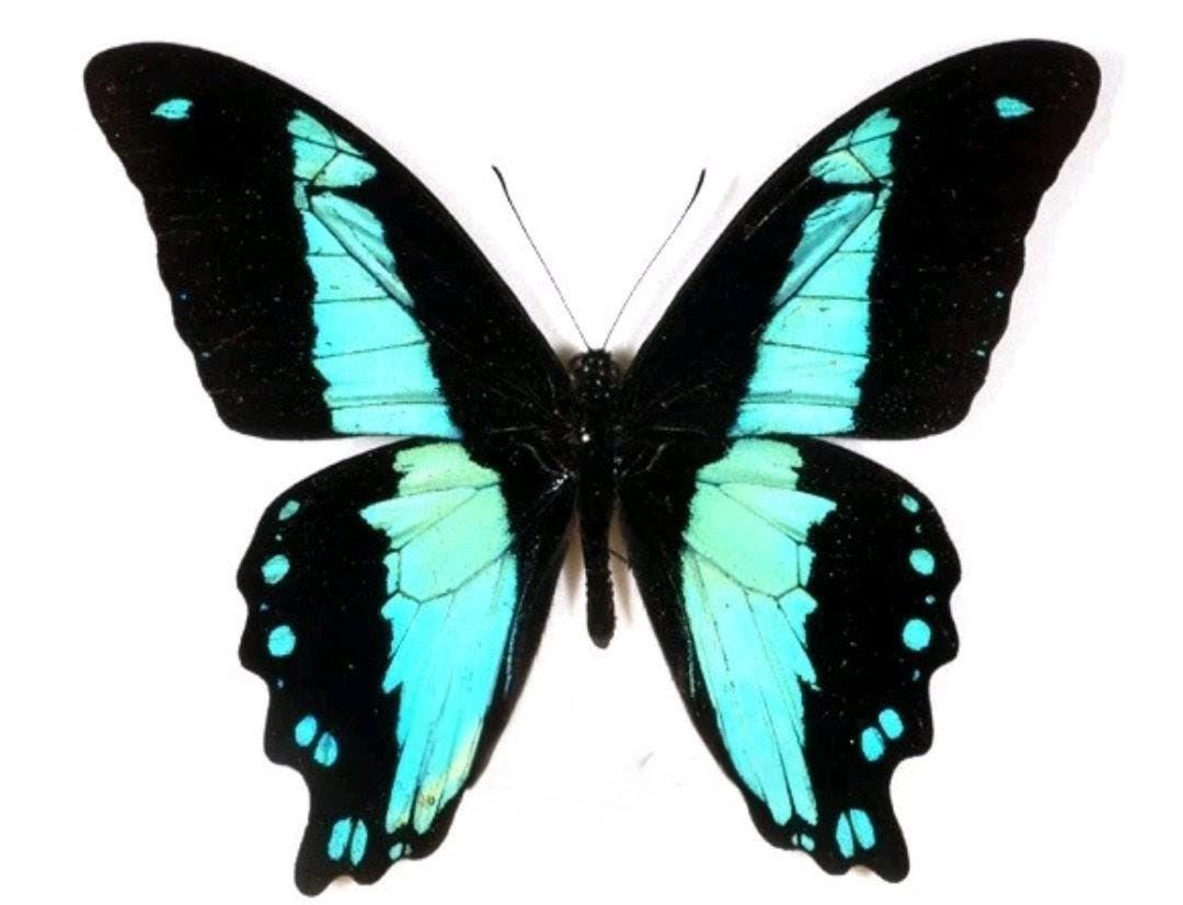 1 A-1 Papilio Bromius North Africa Real Butterfly - Etsy