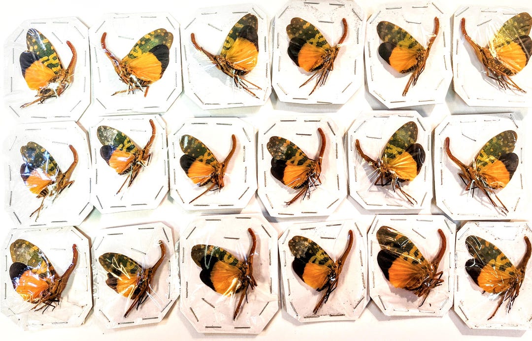 18 A-1 Pyrops Candelaria Green Yellow Real Lantern Fly Entomology ...