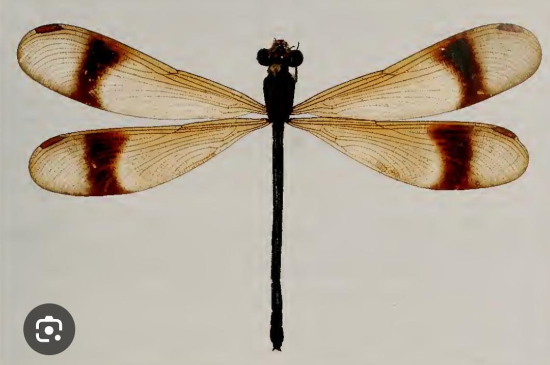 1 A-1 Polythore Picta Real Damselfly - Etsy