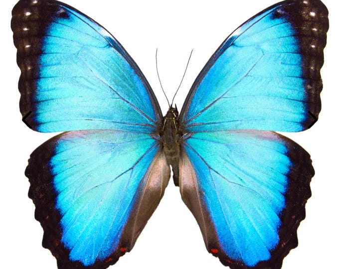 1 A-1 Morpho Helenor Blue Morpho Real Butterfly Unmounted Wings Closed ...