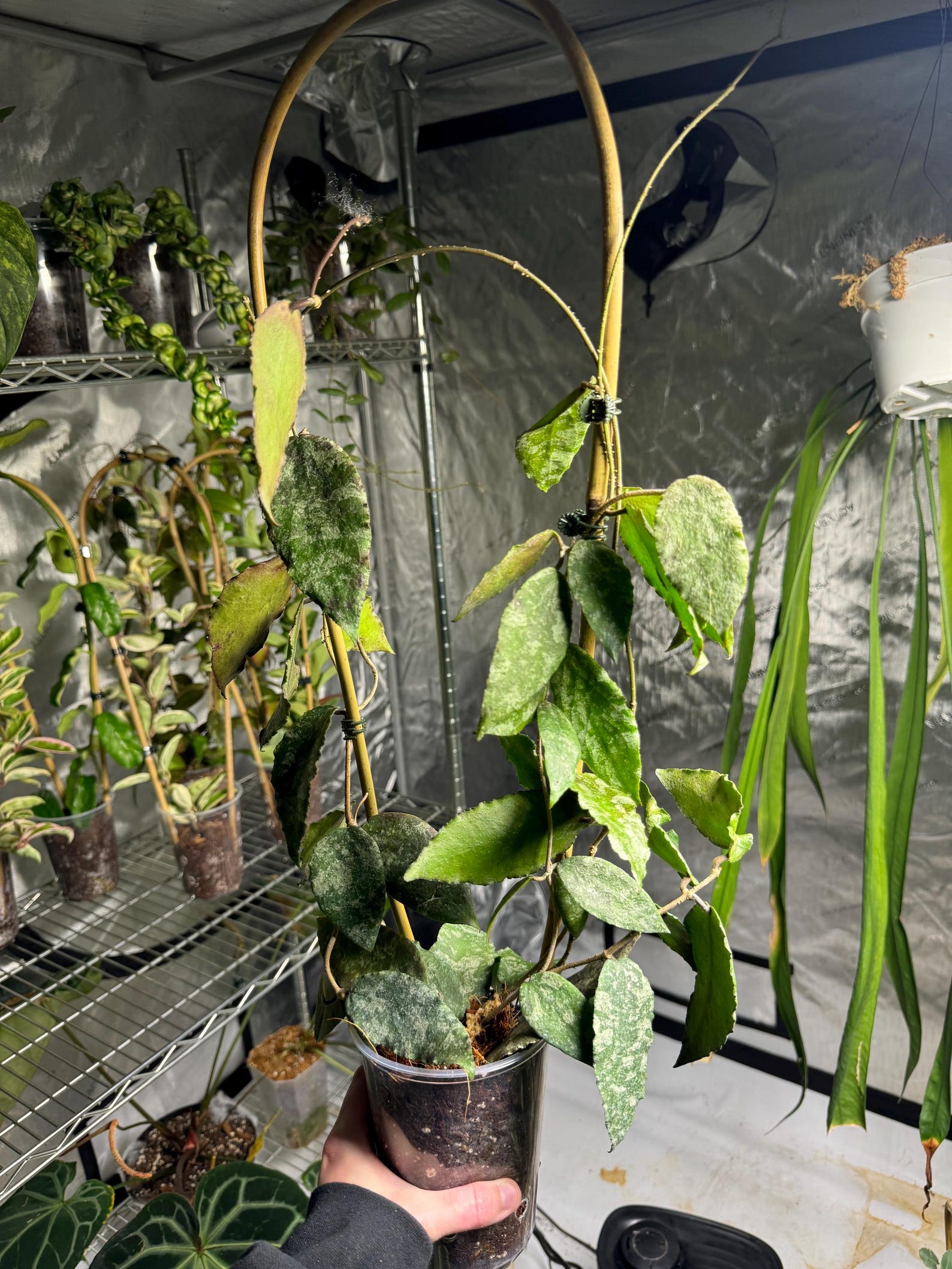 XL Hoya Caudata Gold Mother Plant - Etsy