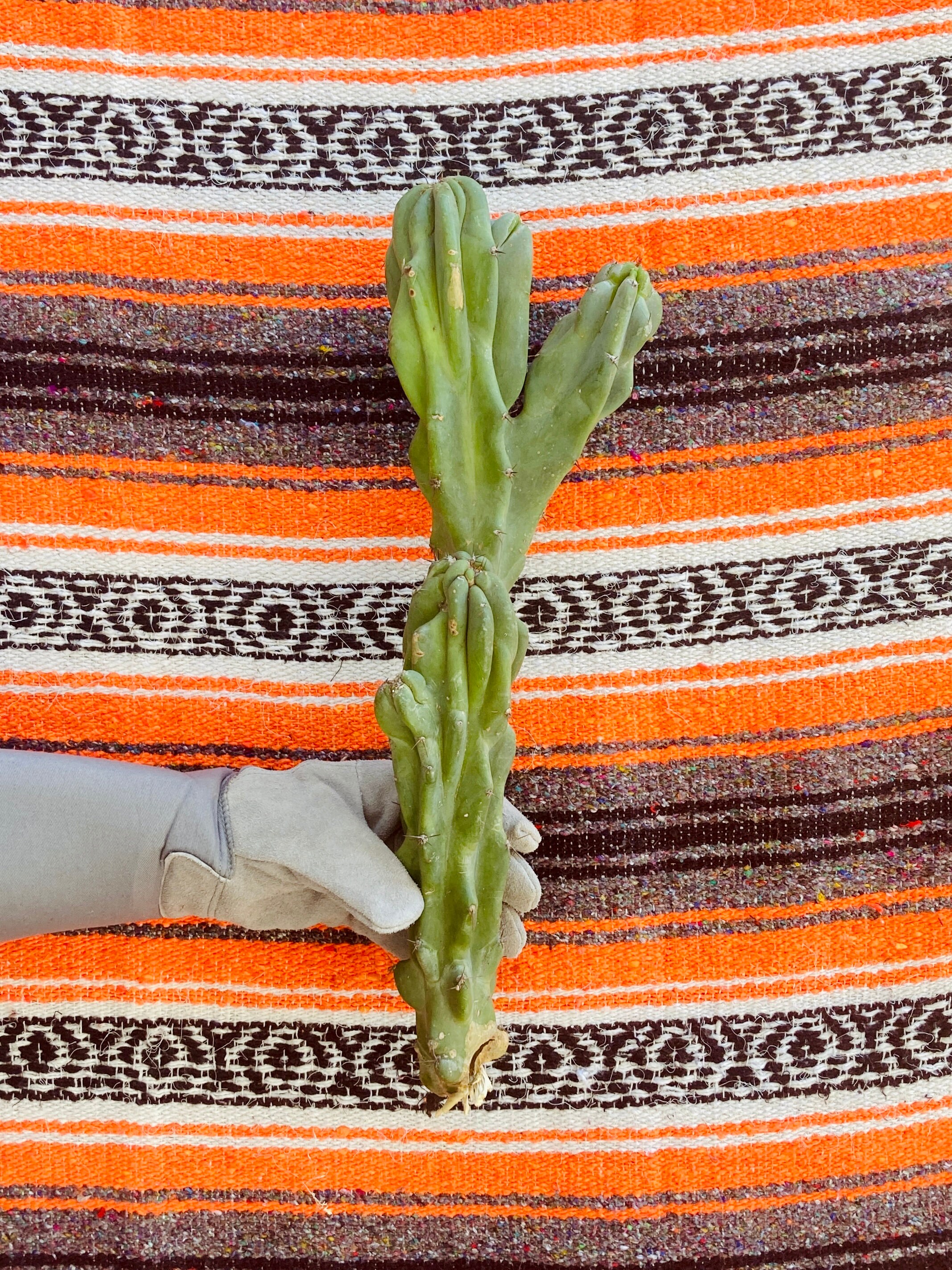 Cereus Peruvianus Monstrose blue Curiosity Cactus 1 2 Ft - Etsy