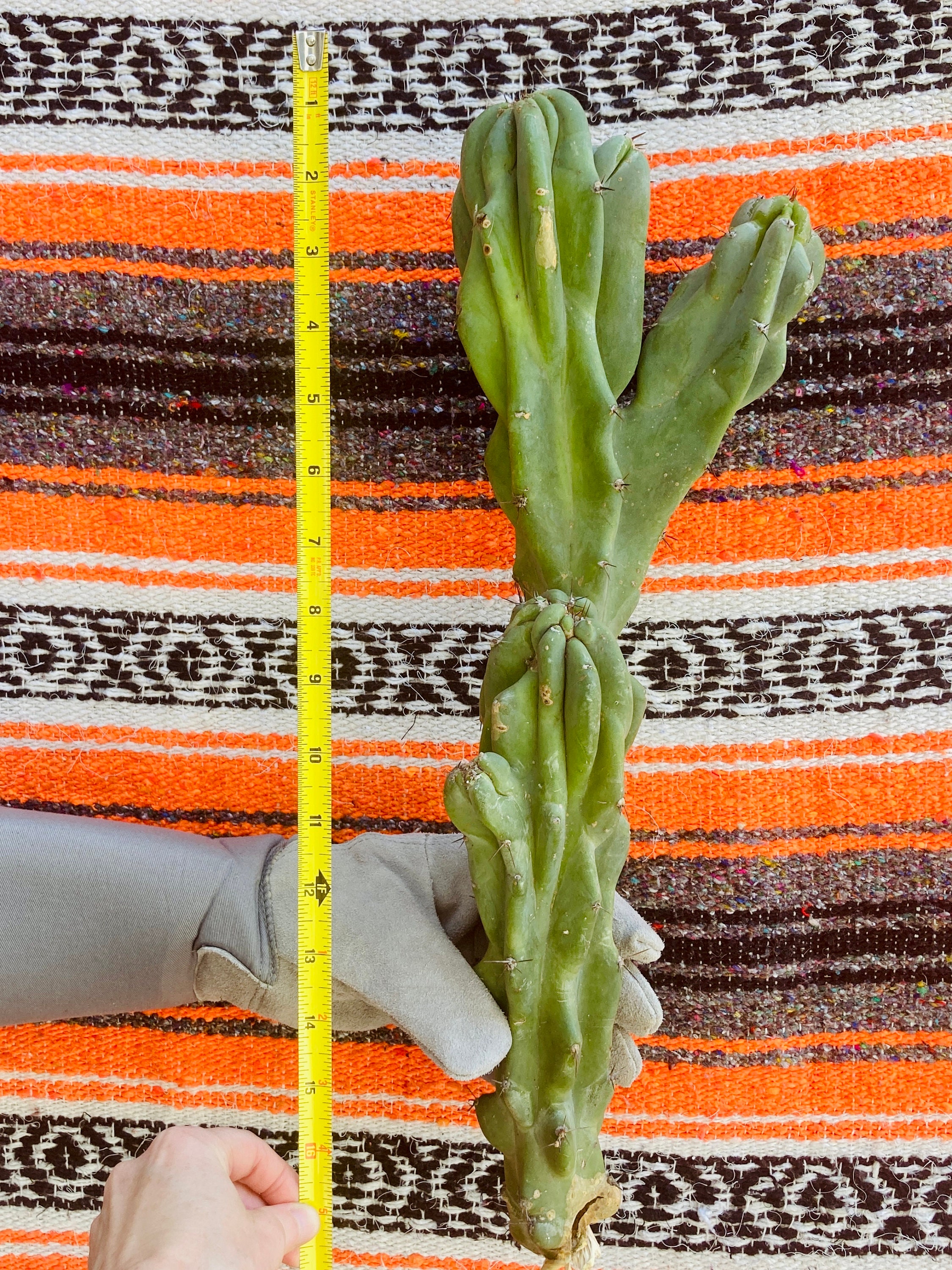 Cereus Peruvianus Monstrose blue Curiosity Cactus 1 2 Ft - Etsy