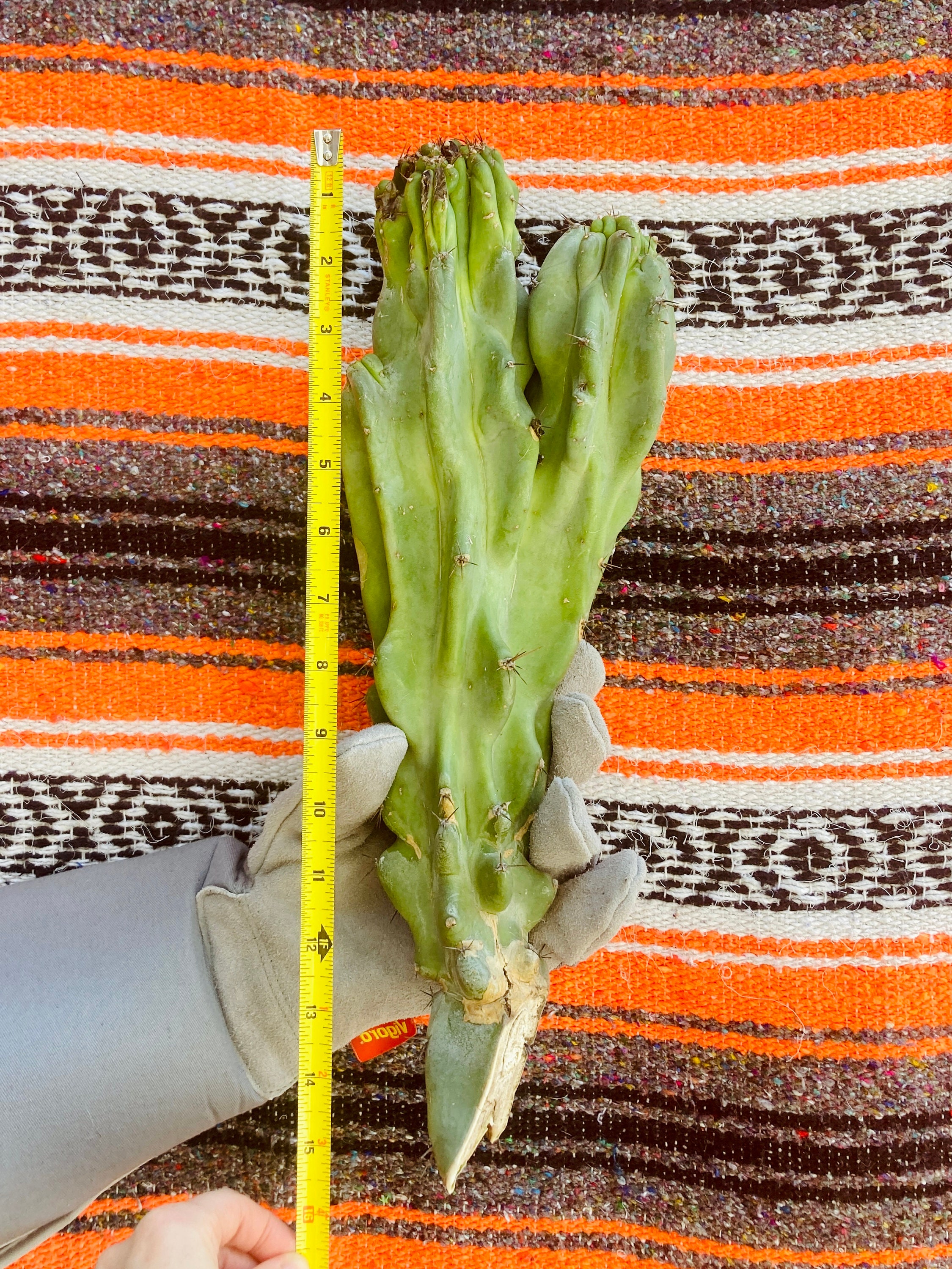 Cereus Peruvianus Monstrose blue Curiosity Cactus 1 2 Ft - Etsy