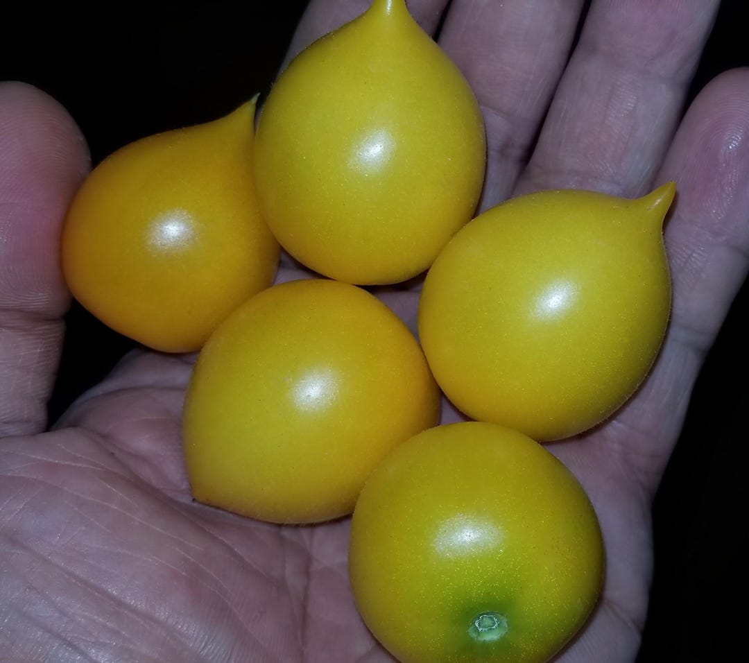 Japanese Mini Yellow Micro Dwarf Tomato Seeds – Non-gmo, Heirloom ...