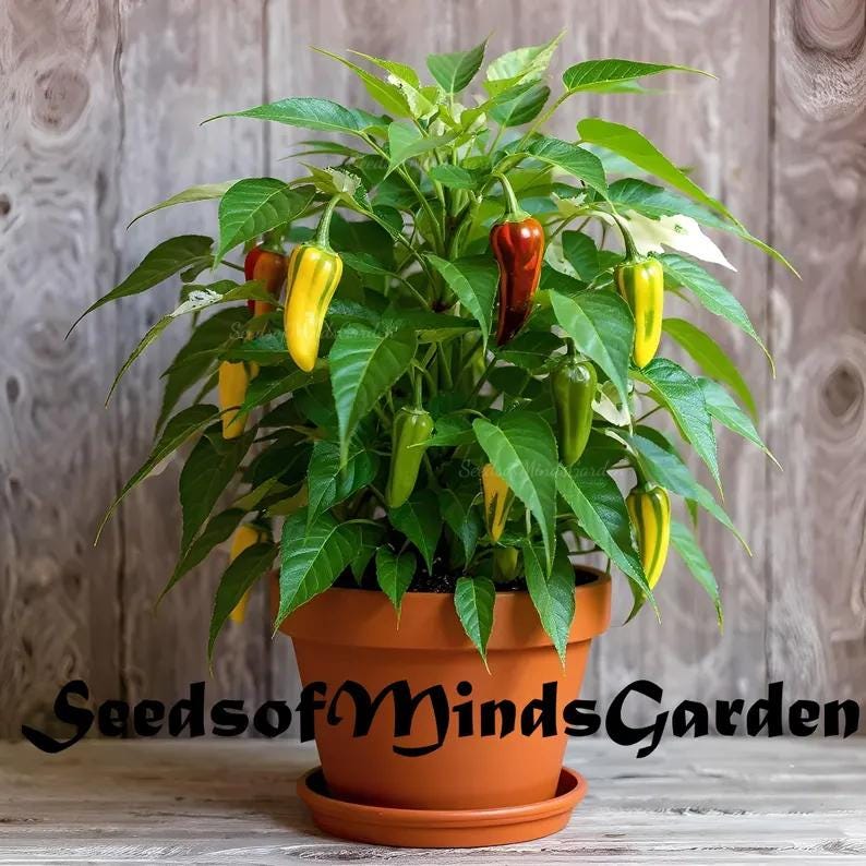 Fish Pepper Seeds - Heirloom Pepper, Ornamental & Flavorful, Medium ...