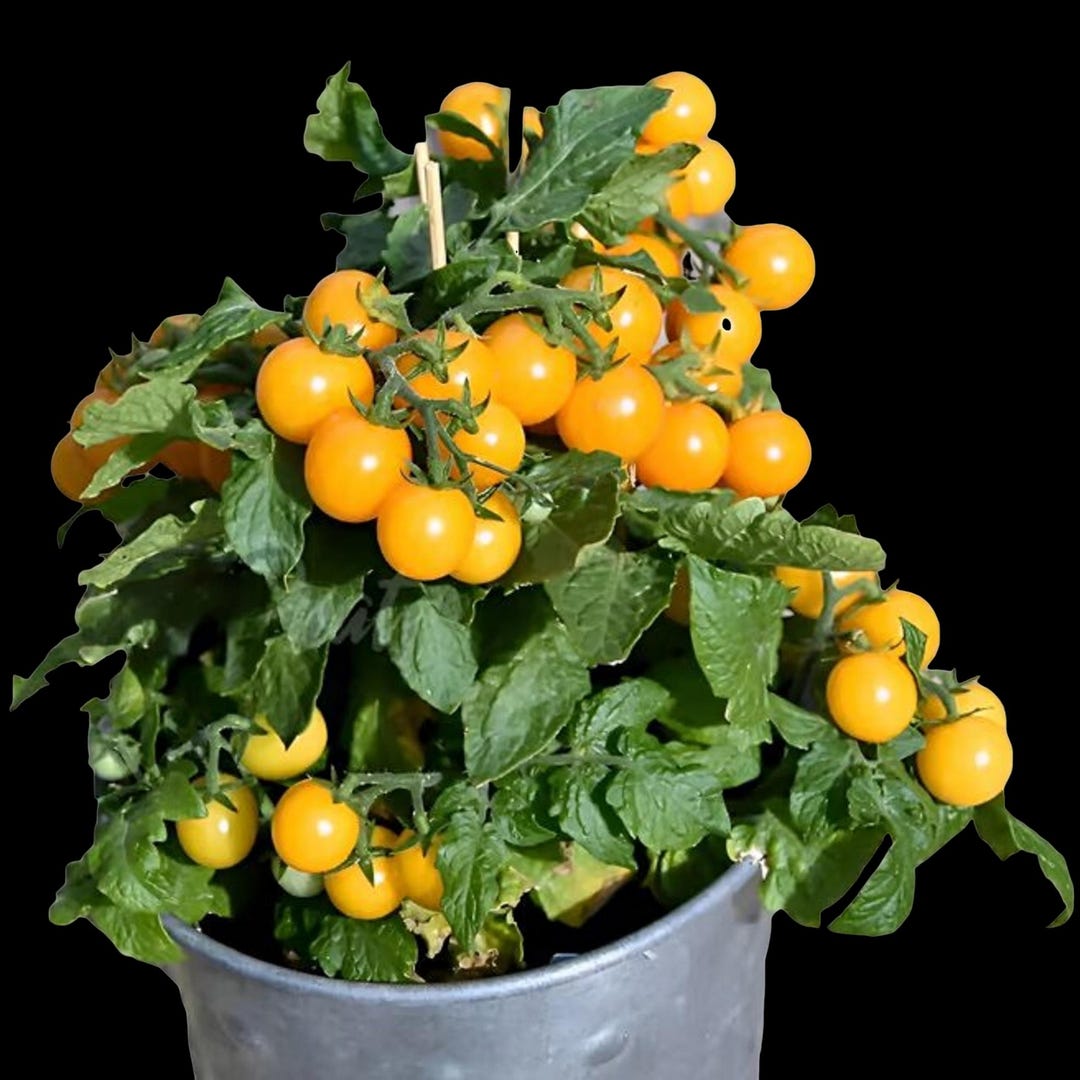 Gemma Micro Dwarf Tomato Seeds – Ultra-compact Golden Cherry Tomatoes ...