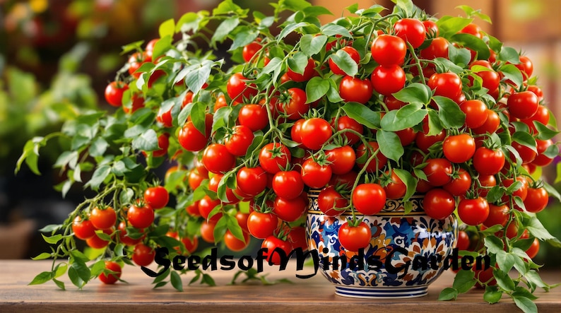 Mini Bell Micro Dwarf Tomato Seeds - Etsy