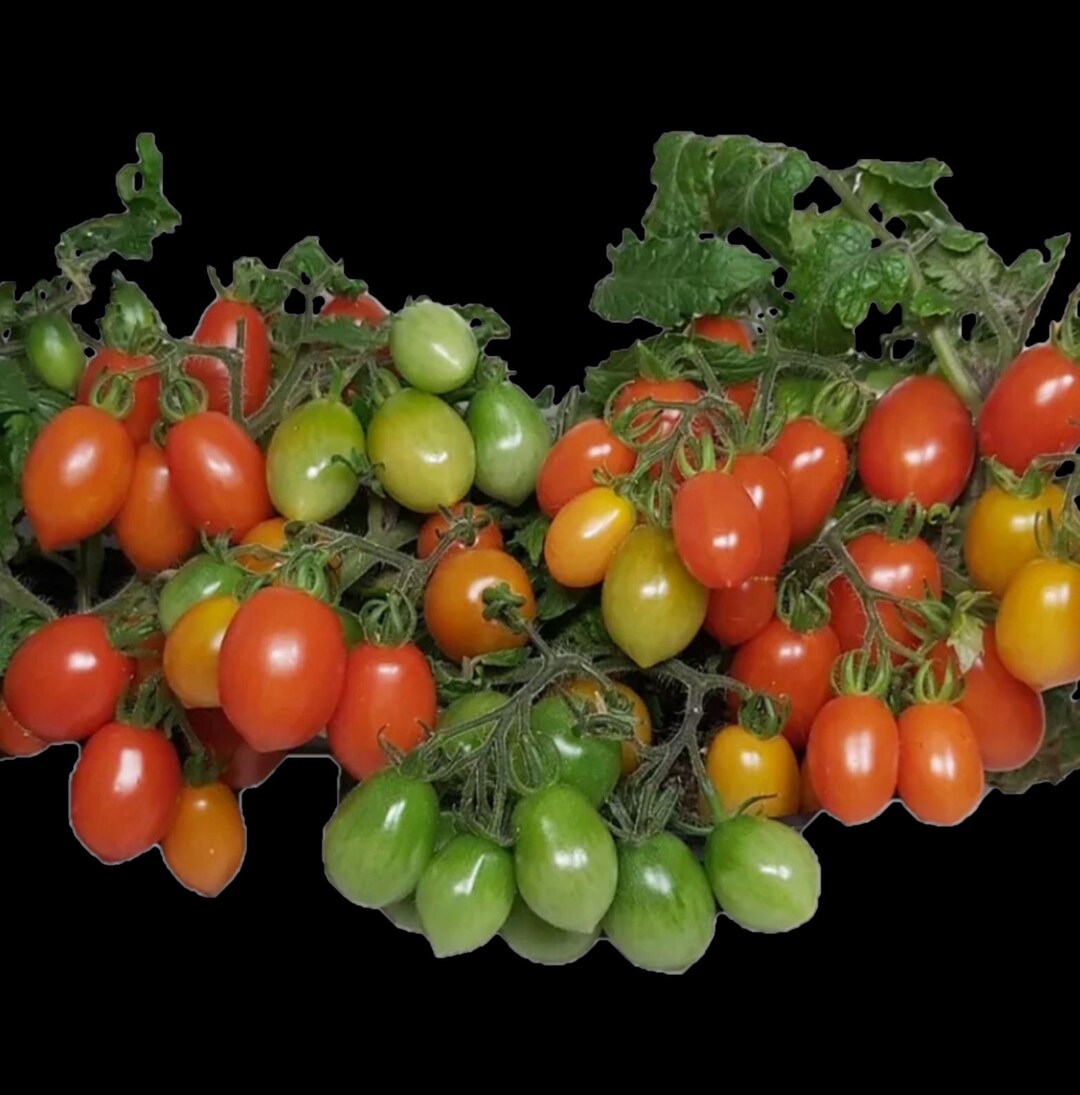 Hardin's Miniature Micro Dwarf Tomato 12 Seeds - Etsy