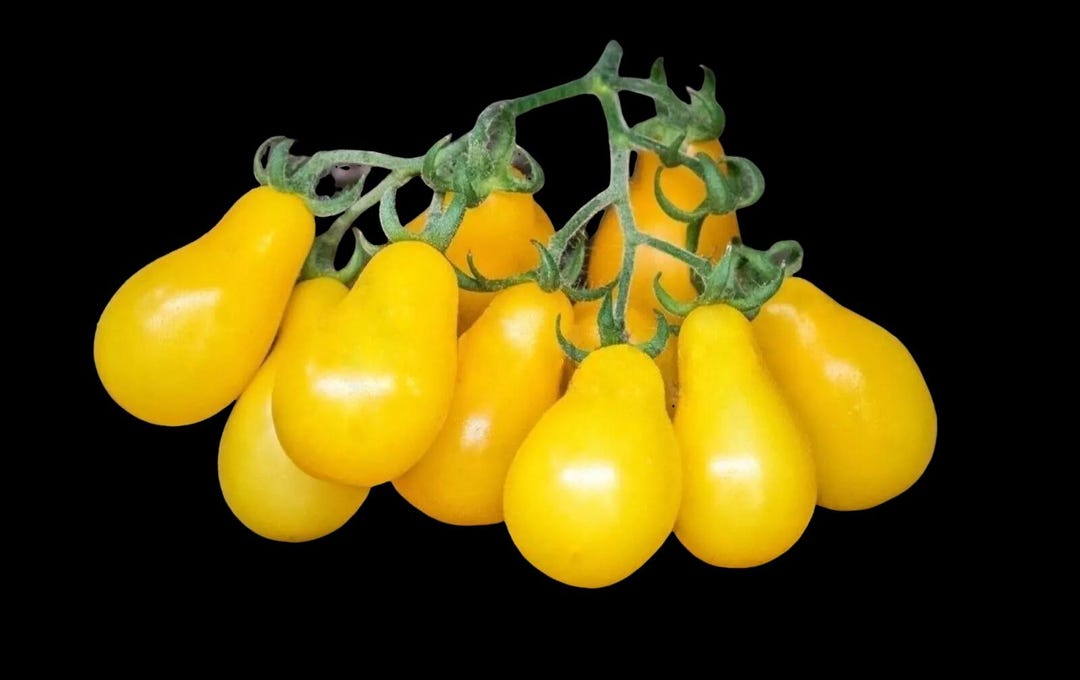 Beam's Yellow Pear Seeds (rare Limited) - Etsy