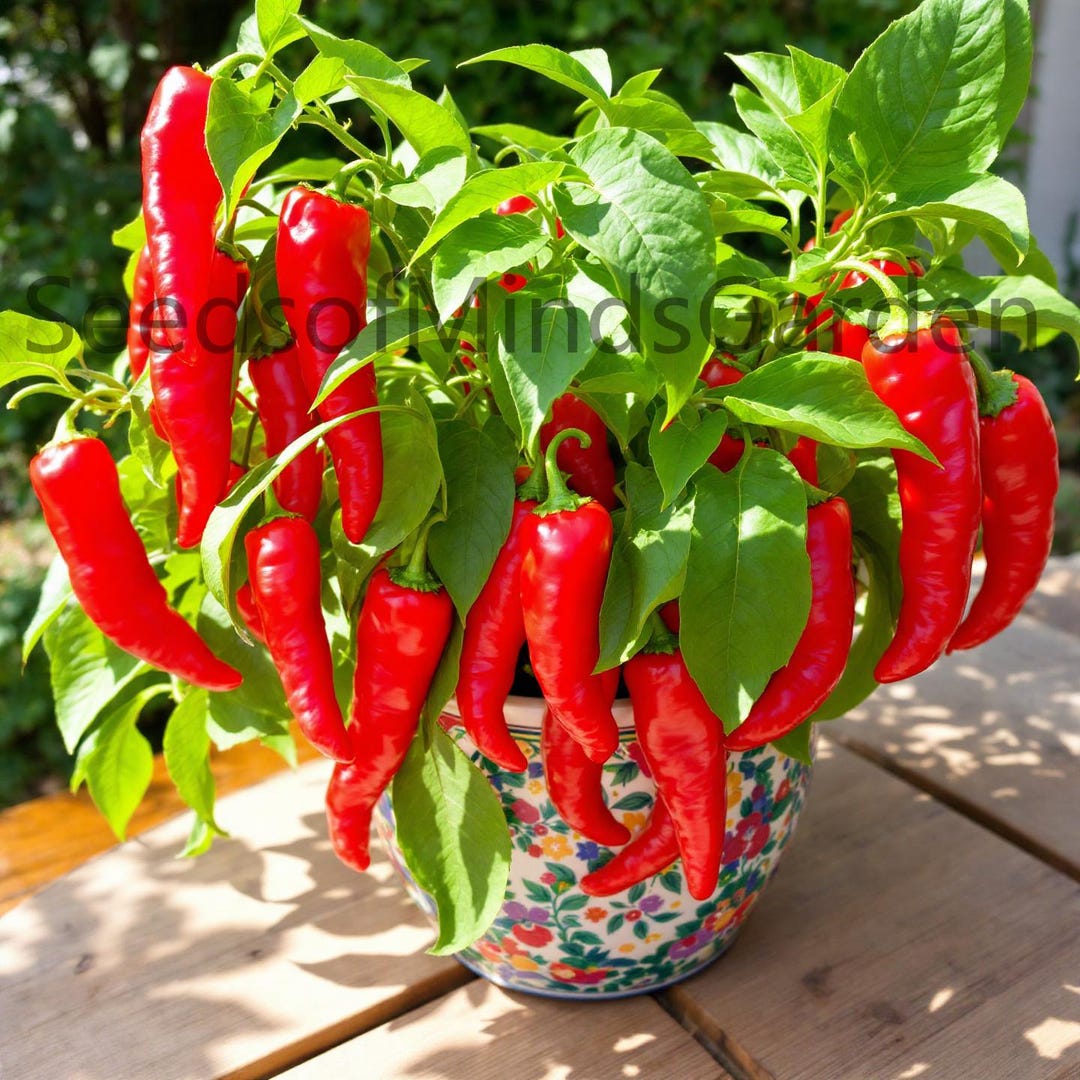 Giant Red Marconi Sweet Pepper Seeds – Organic Non-gmo Italian Long Red ...