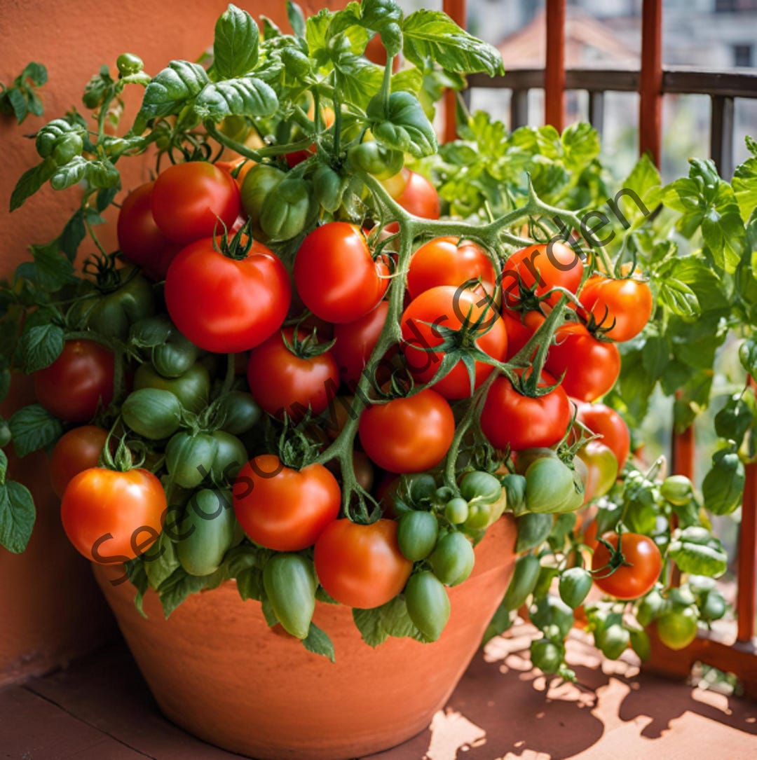 Dora Red Micro Dwarf Tomato Seeds - Etsy