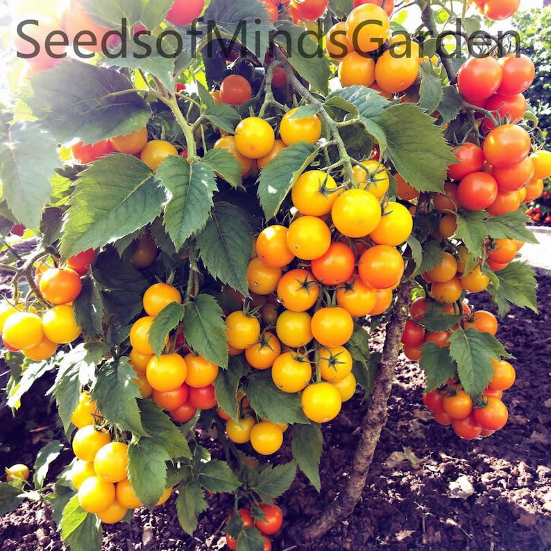 Sun Sugar Cherry Tomato Seeds – Sweet Yellow Tomatoes, Non‑gmo Heirloom ...