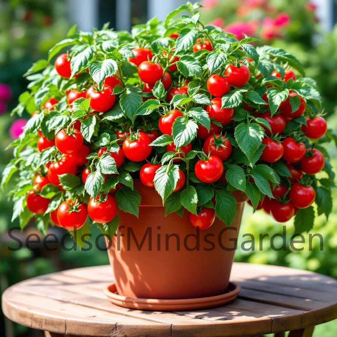 Pinocchio Red Micro Dwarf Sweet Cherry Tomato Vegetable Seeds - Etsy