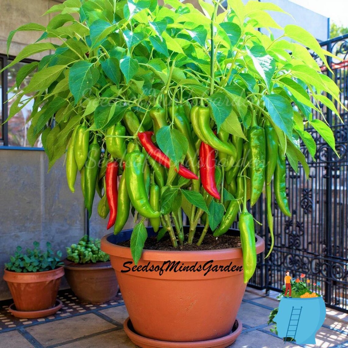 New Mexico Big Jim Pepper Seeds – World’s Largest Mild Chile | Giant ...