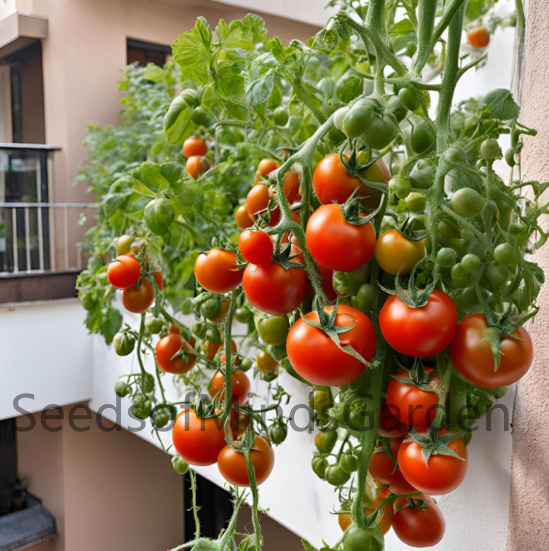 Balcony Miracle Red Micro Dwarf Tomato Seeds - Etsy