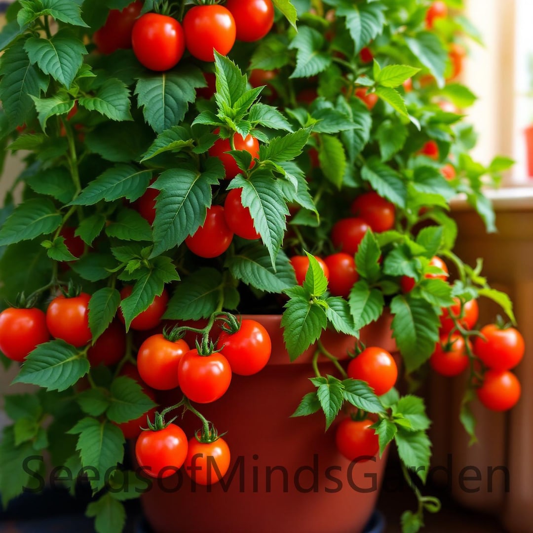 House Micro Dwarf Tomato – Compact Cherry Tomatoes for Indoor, Balcony ...
