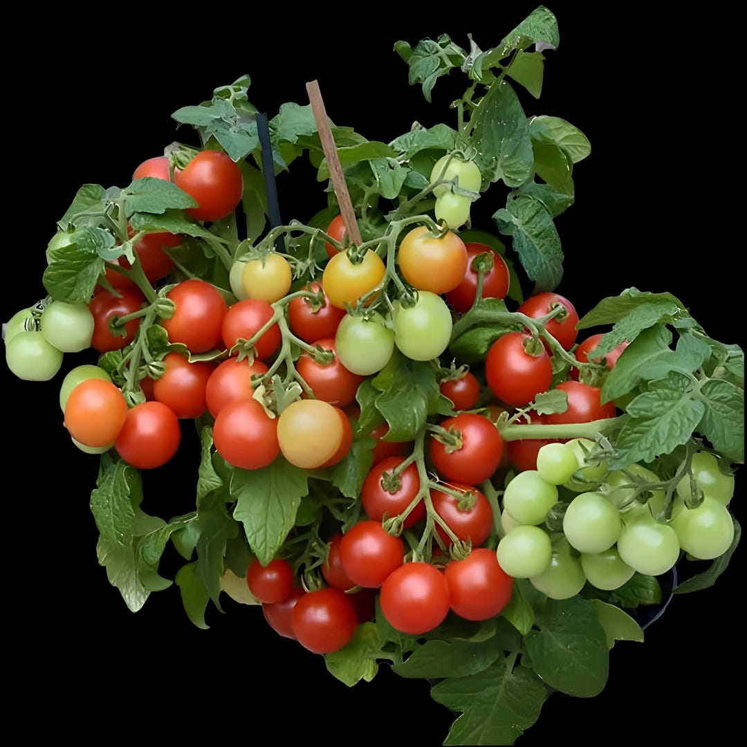 Jip & Janneke Micro Dwarf Tomato Seeds - Etsy