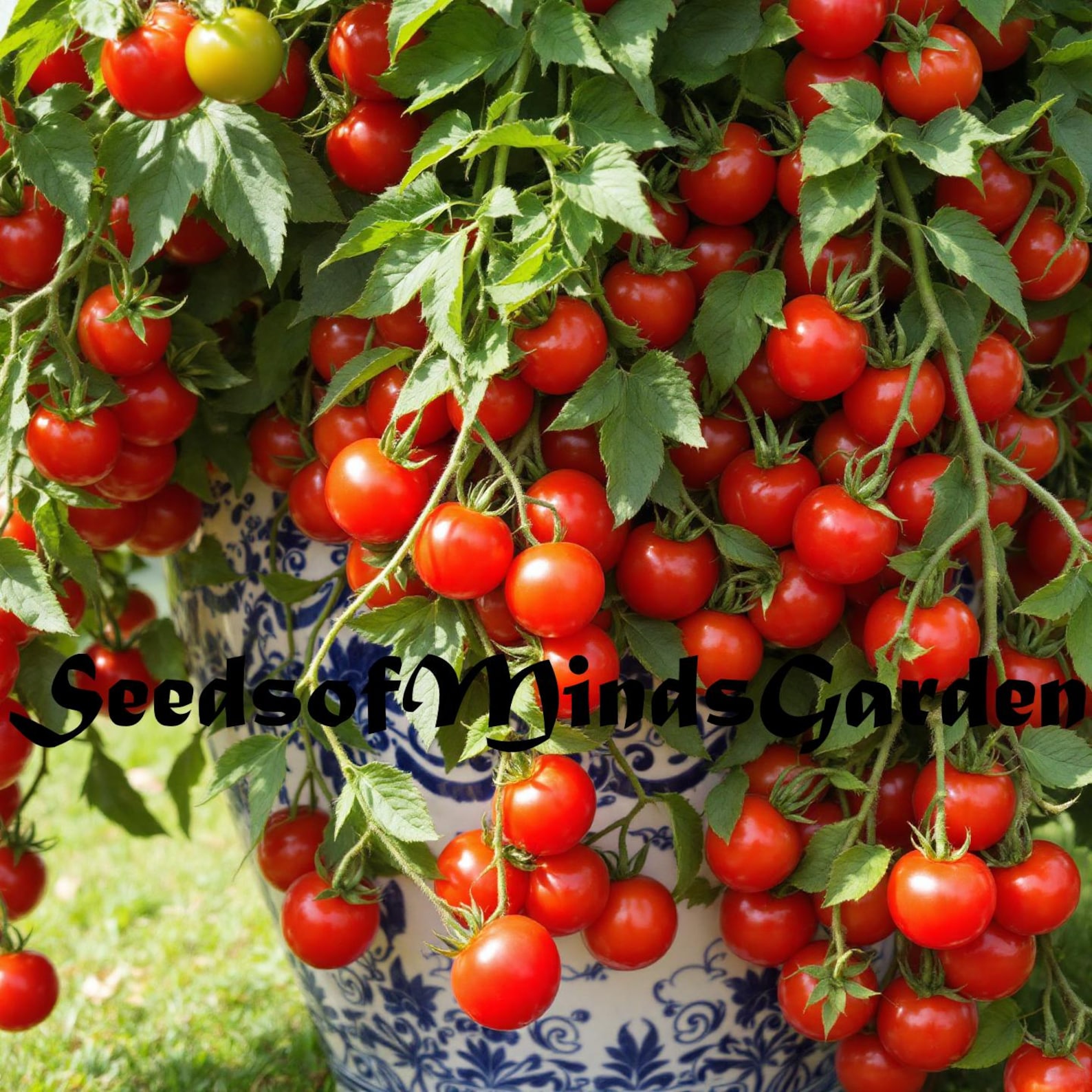 Micro Tom XXL Micro Dwarf Tomato Seeds (limited) - Etsy