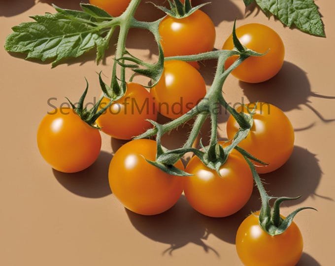 Sungold Cherry Tomato Seeds Organically Grown - Etsy