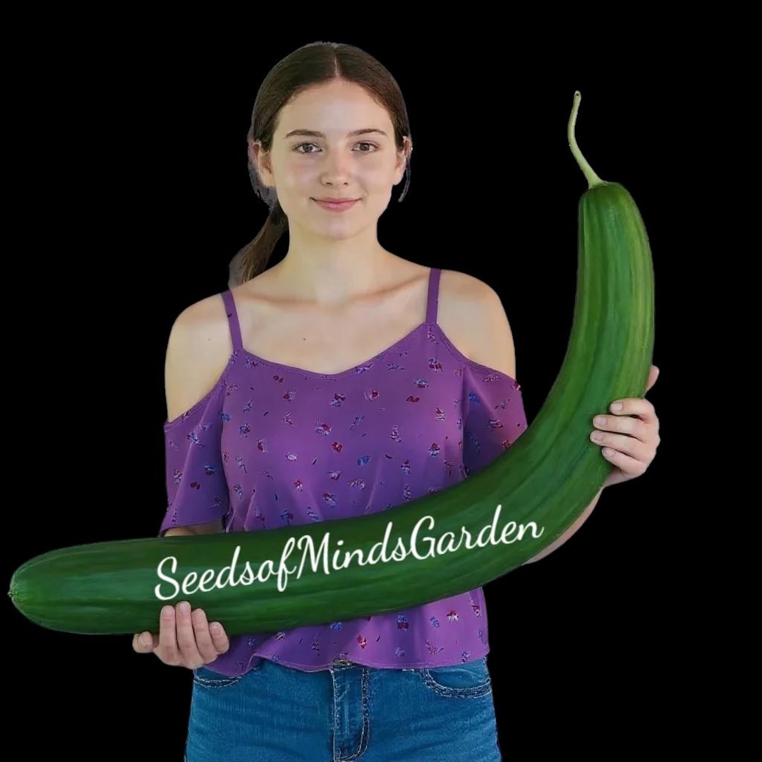 Metki Dark Green Armenian Cucumber Seeds – Heirloom Snake Melon, Sweet ...