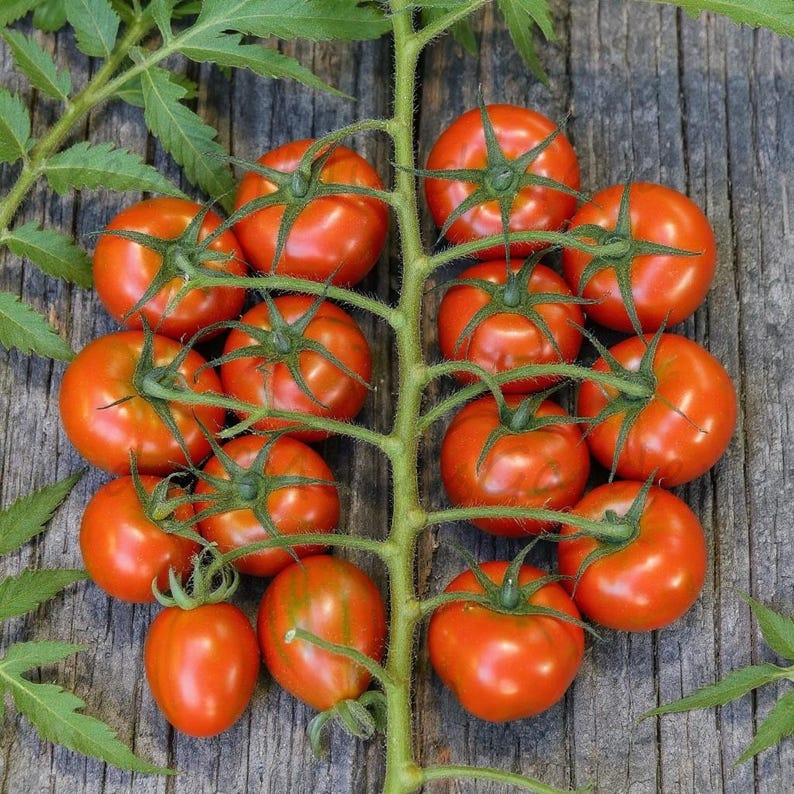 Loi’s Baby Tiger Micro Dwarf Tomato Seeds – Rare Bi-color Cherry ...