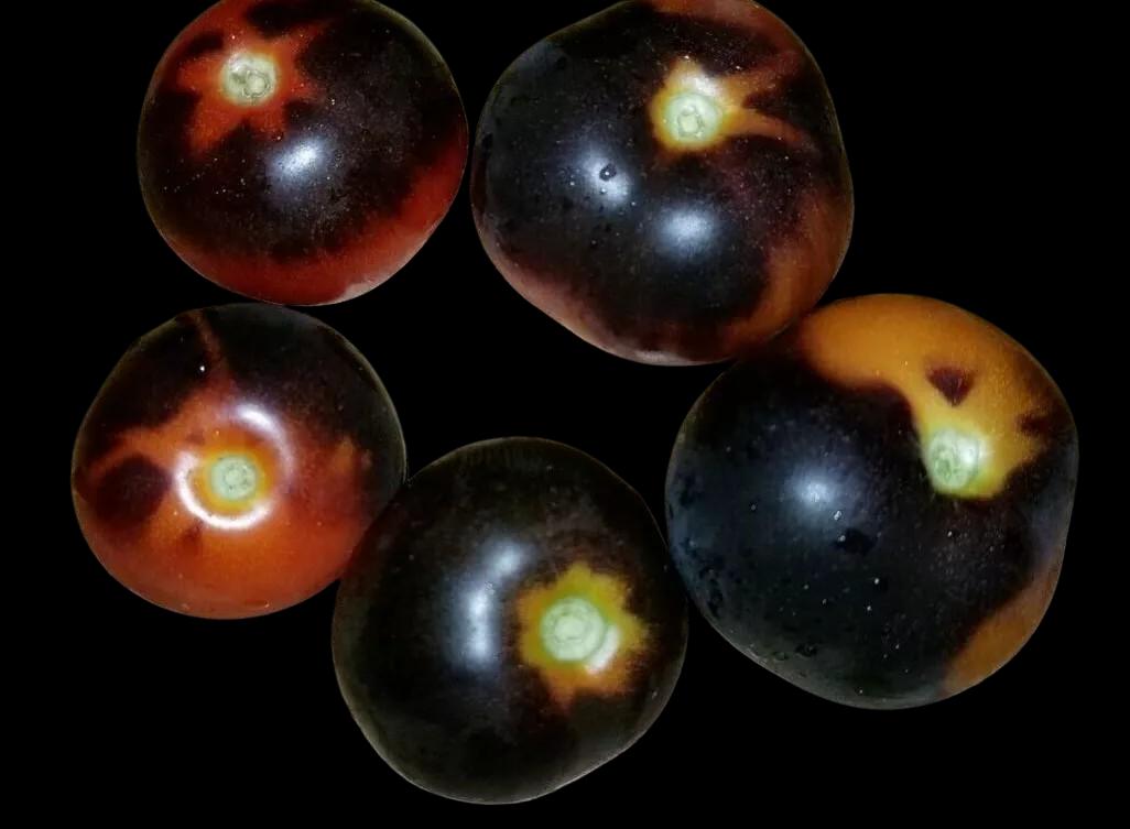 Purple Boy Micro Dwarf Tomato Seeds – Anthocyanin-rich Red Cherry Tomatoes for Containers ...