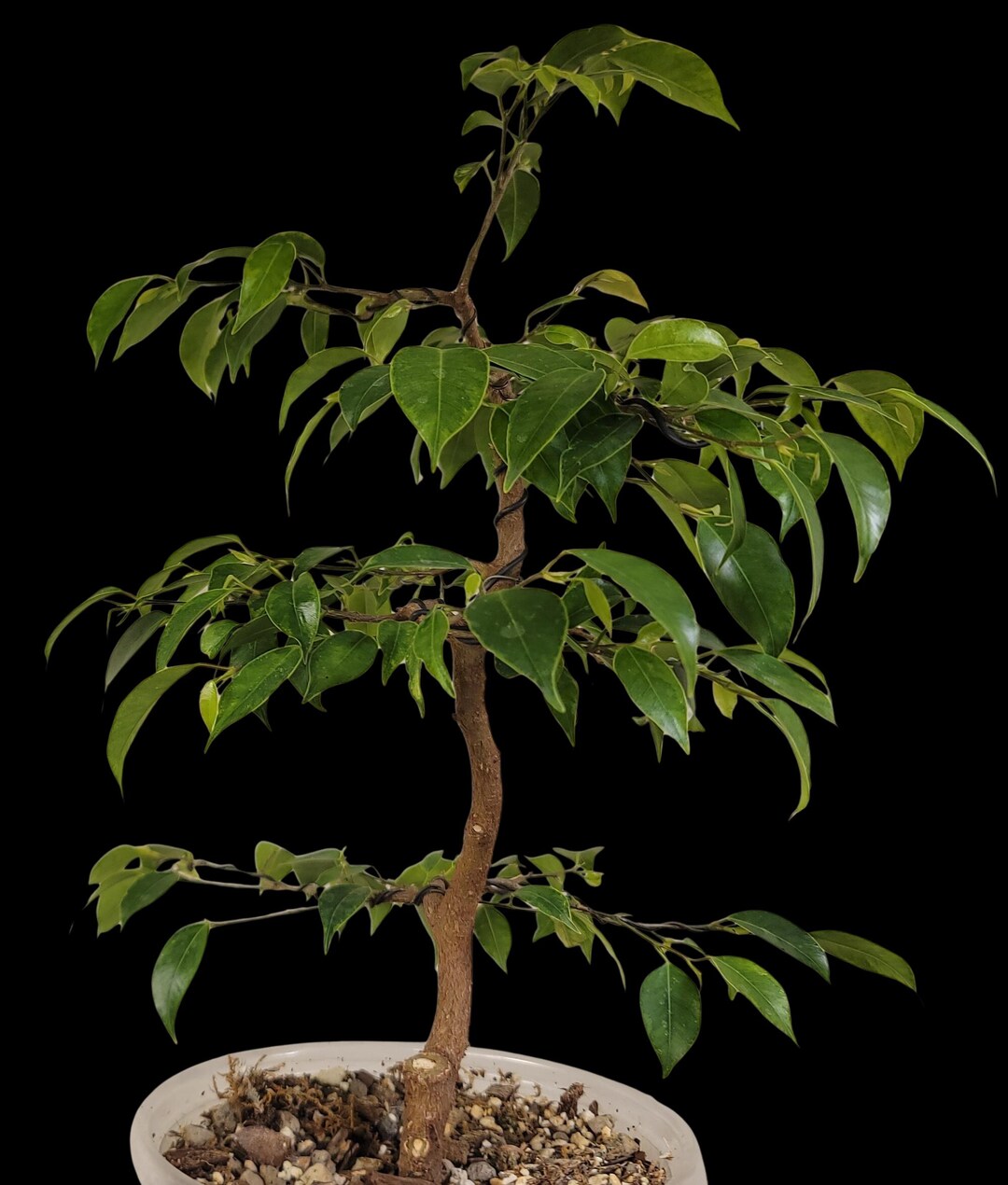 Ficus Benjamina Aurea Variegated Bonsai (exact Plant) - Etsy