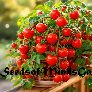 Vilma Micro Dwarf Tomato Seeds – Sweet Cherry Tomatoes for Small Spaces ...