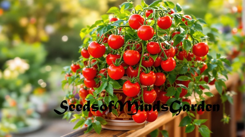 Vilma Micro Dwarf Tomato Seeds – Sweet Cherry Tomatoes for Small Spaces ...