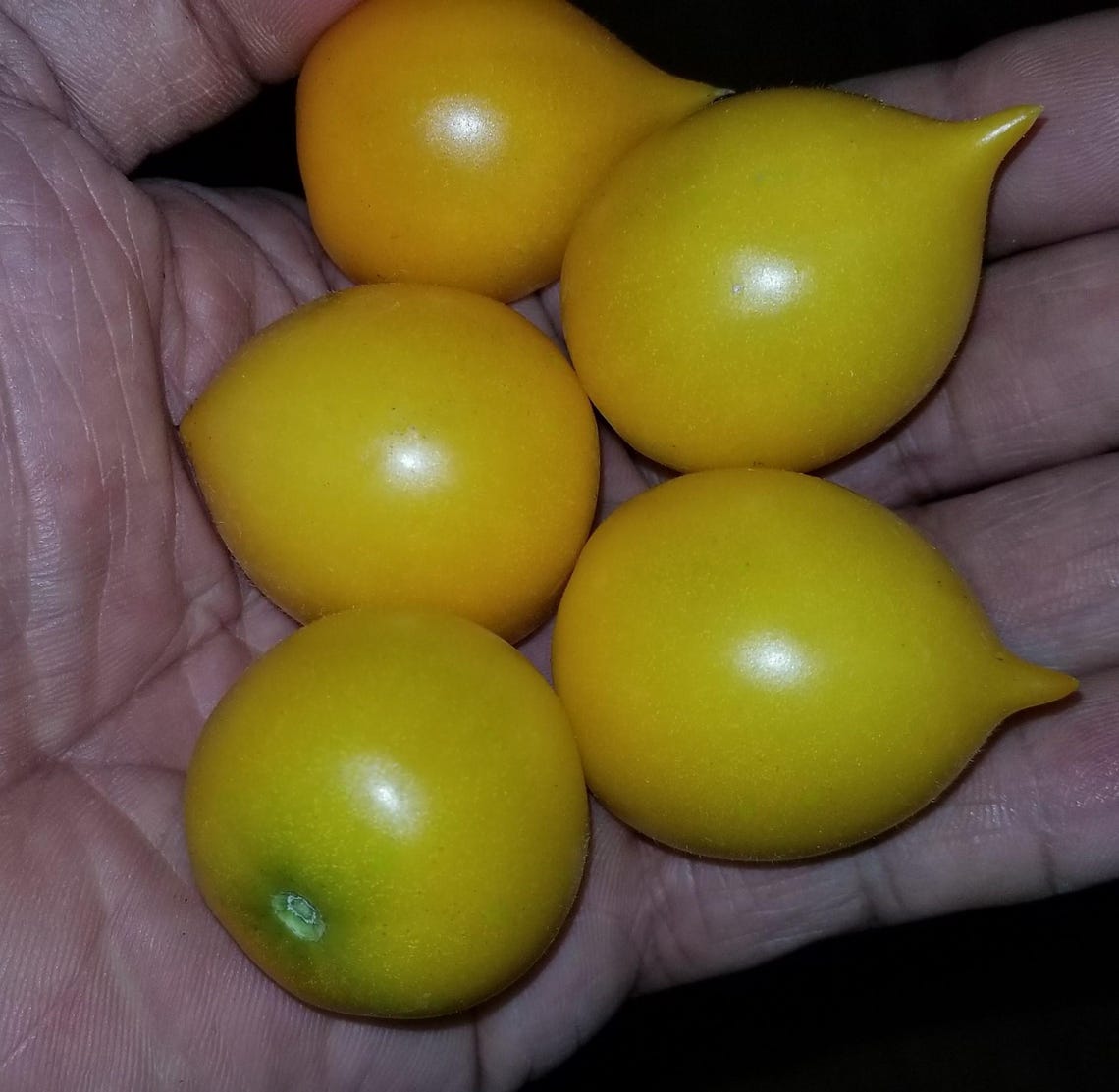 Japanese Mini Yellow Micro Dwarf Tomato Seeds – Non-gmo, Heirloom ...