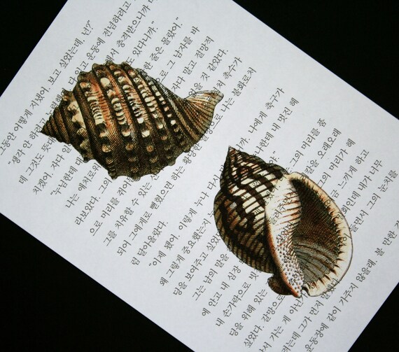 Items similar to Seashells Print on Korean Book Page - 5 x 7 on Etsy