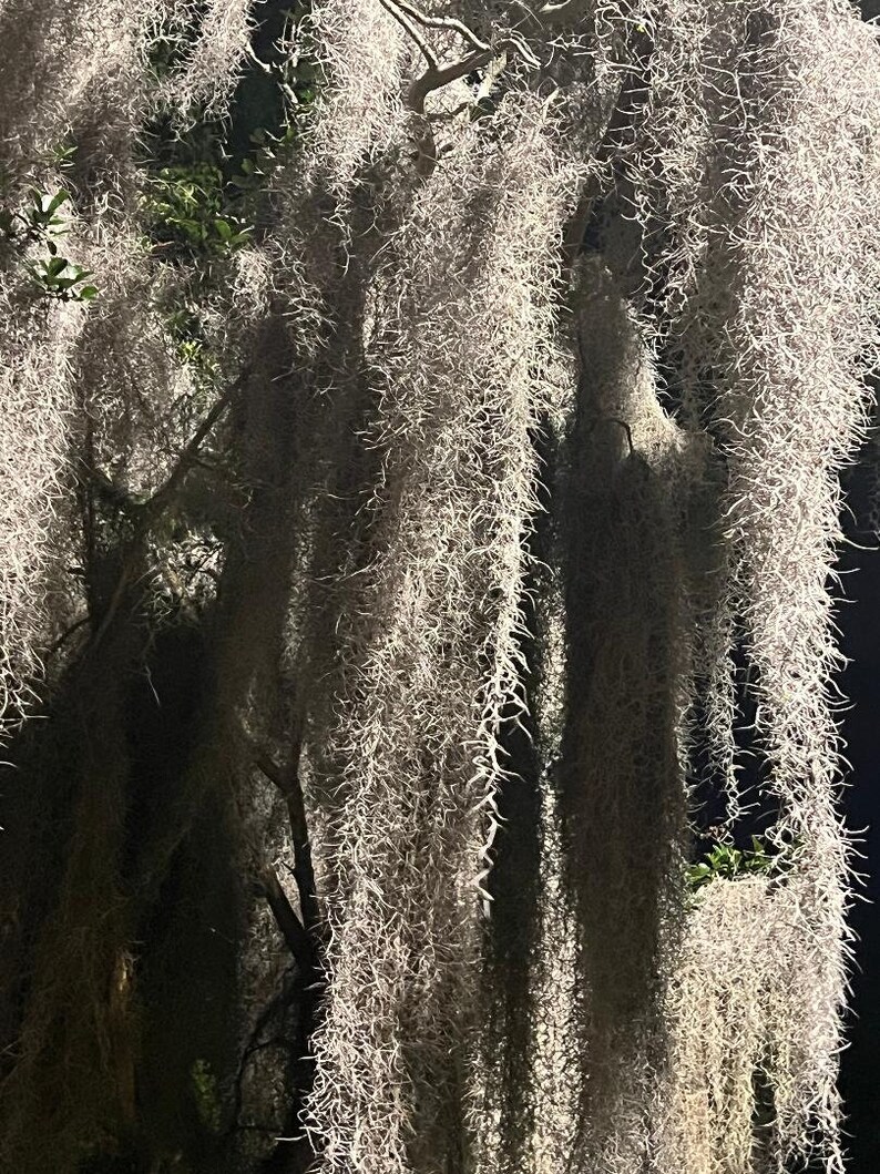 Southern Alabama Gray Spanish Moss - Etsy