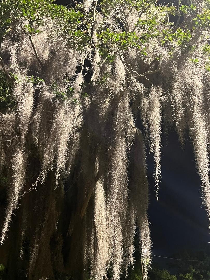 Southern Alabama Gray Spanish Moss - Etsy