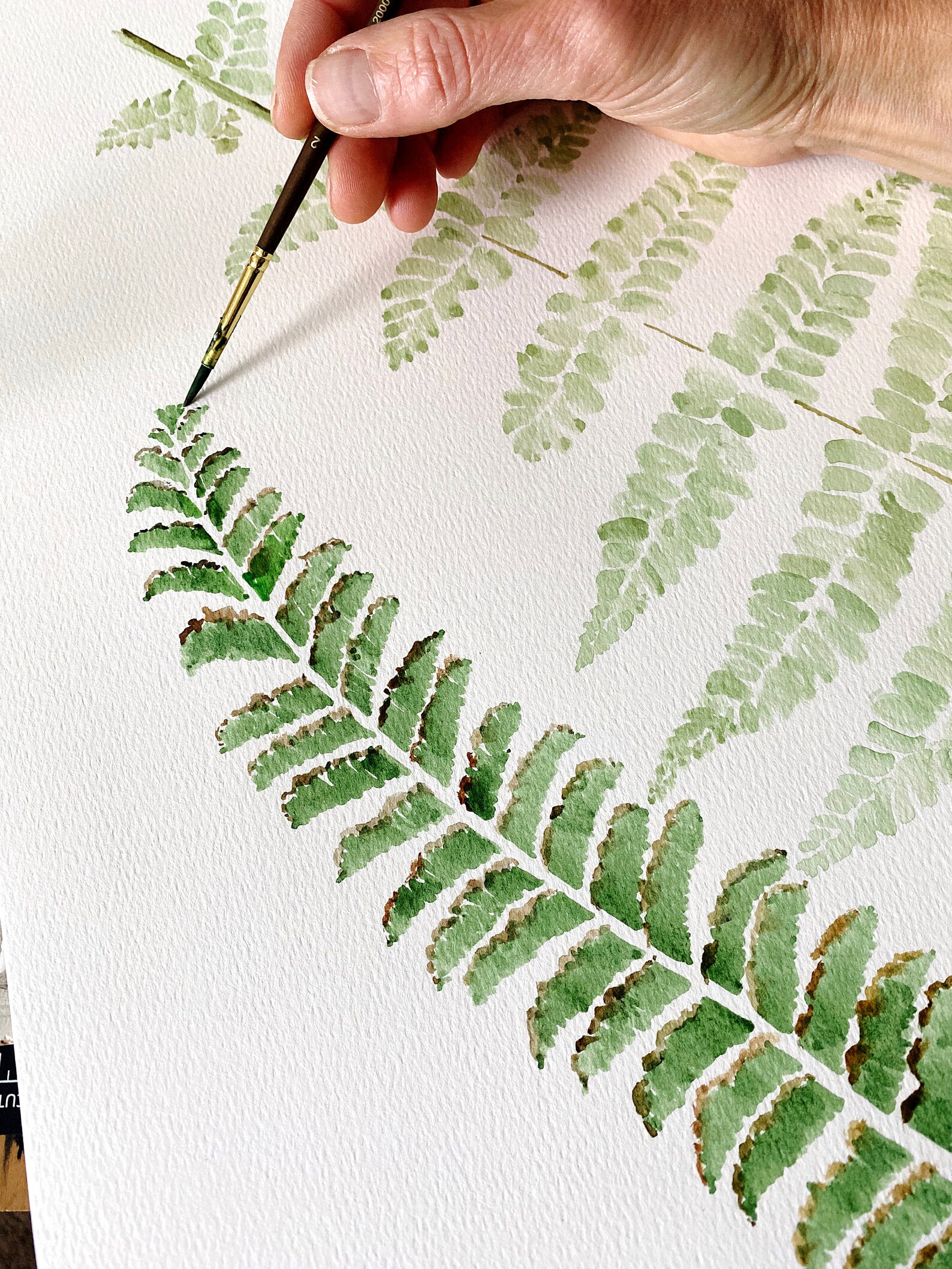PORTLAND Ferns Hand-painted Botanical Watercolor Map Standard POSTCARD ...