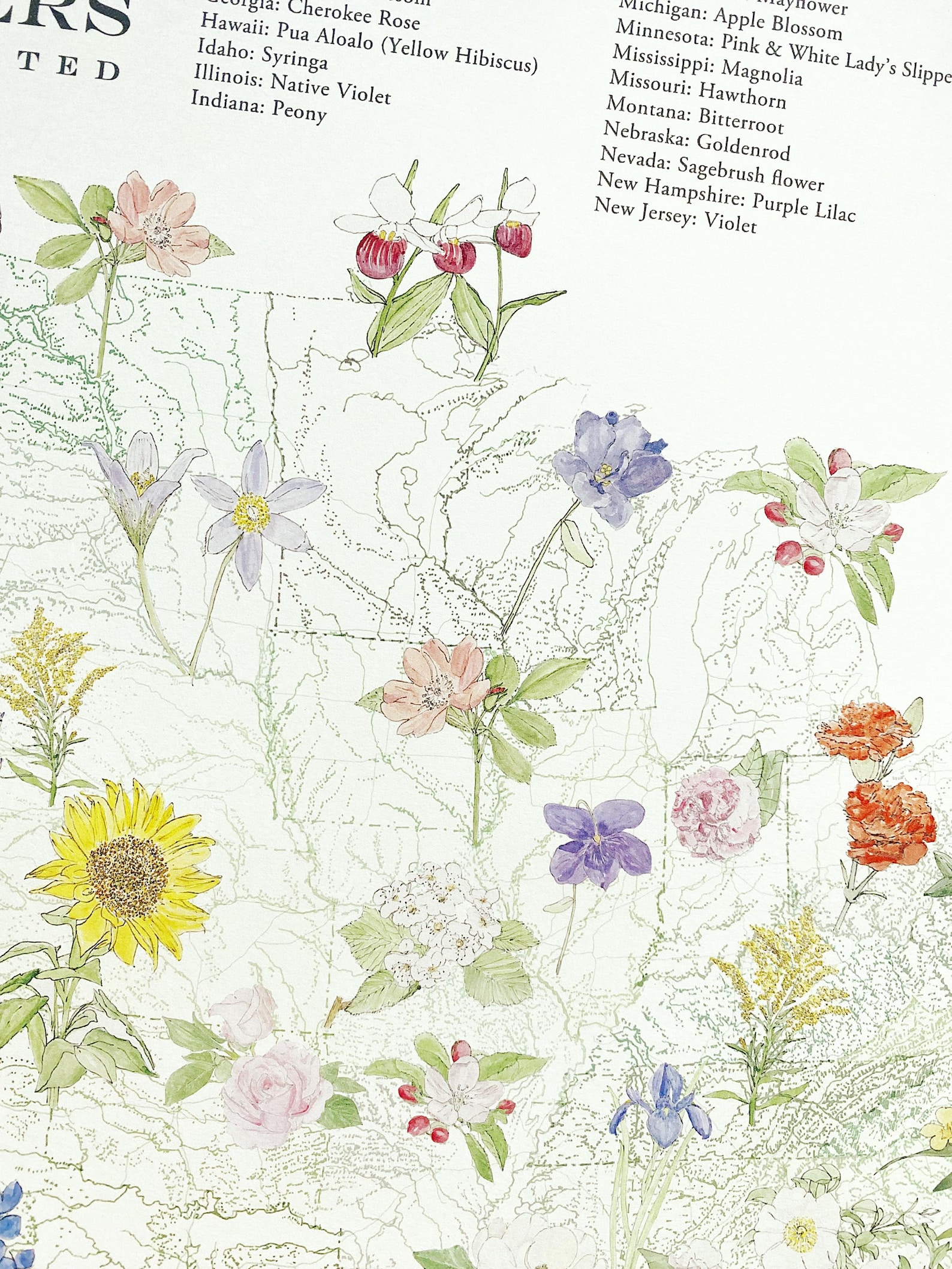 STATE Flowerscape Map Drawing (art Print) 50 State Flowers America USA ...