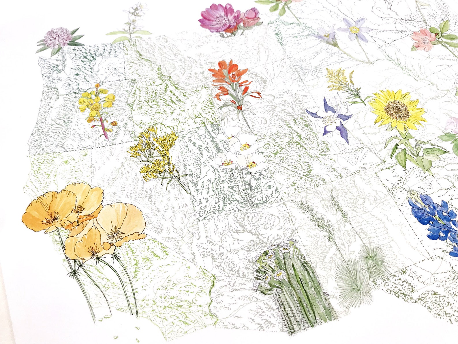 STATE Flowerscape Map Drawing art Print 48 State Flowers - Etsy